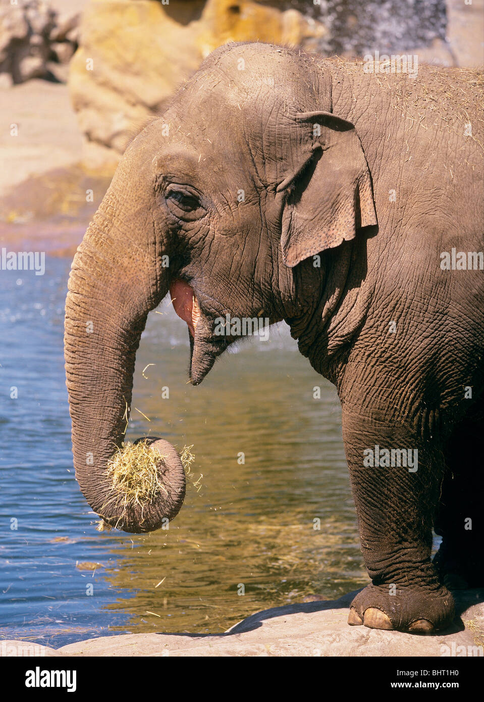 Elephant eating hay hi-res stock photography and images - Alamy