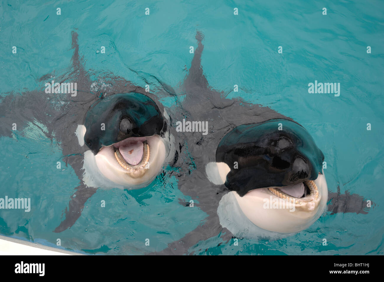 Killer whales hi-res stock photography and images - Alamy