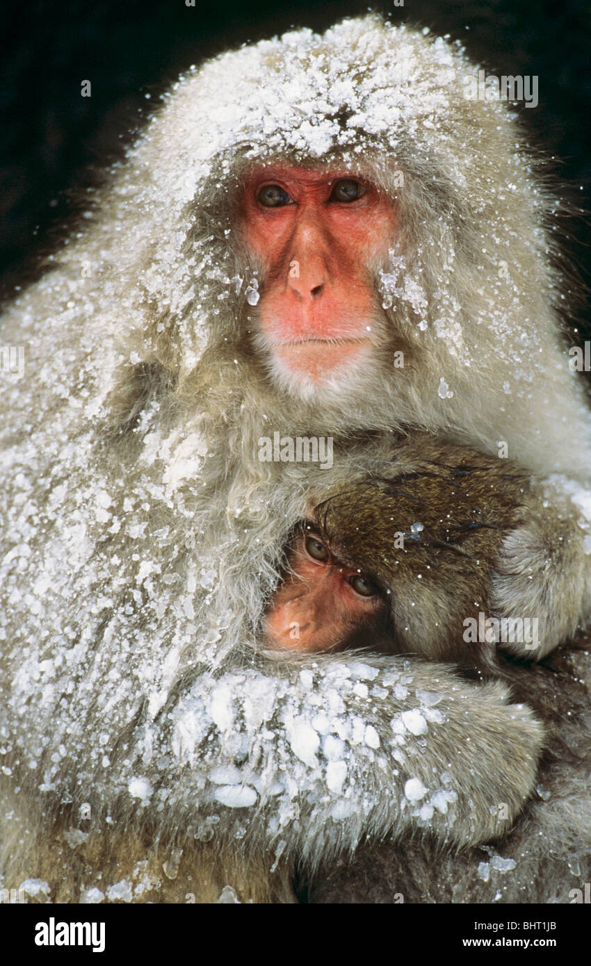 Japanese macaque and cub covered with snow / Macaca fuscata Stock Photo ...