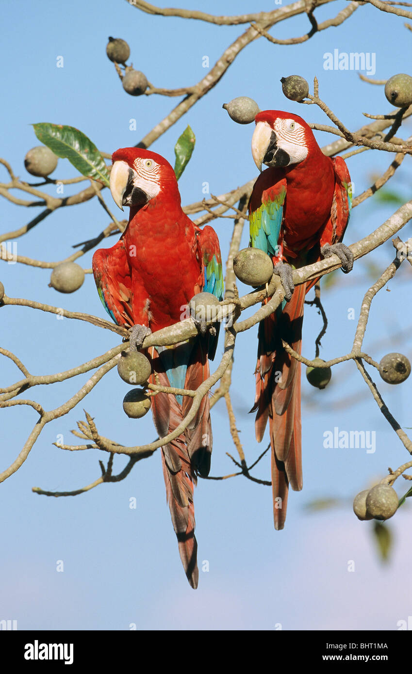 two Red-and-green Macaws on a branch / Ara chloroptera Stock Photo - Alamy