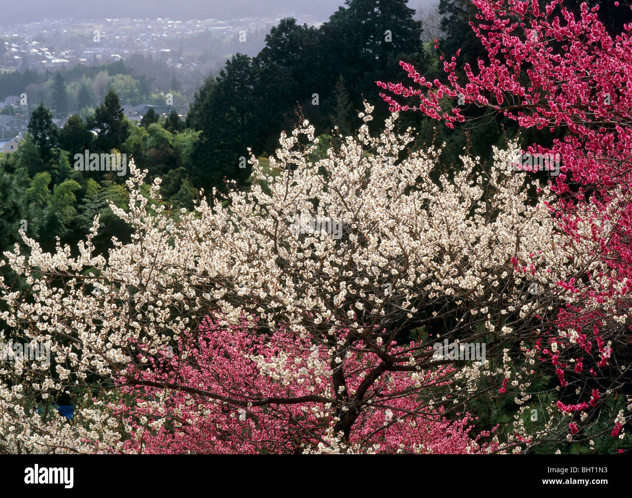 Yoshino Baigo Park, Ome, Tokyo, Japan Stock Photo - Alamy