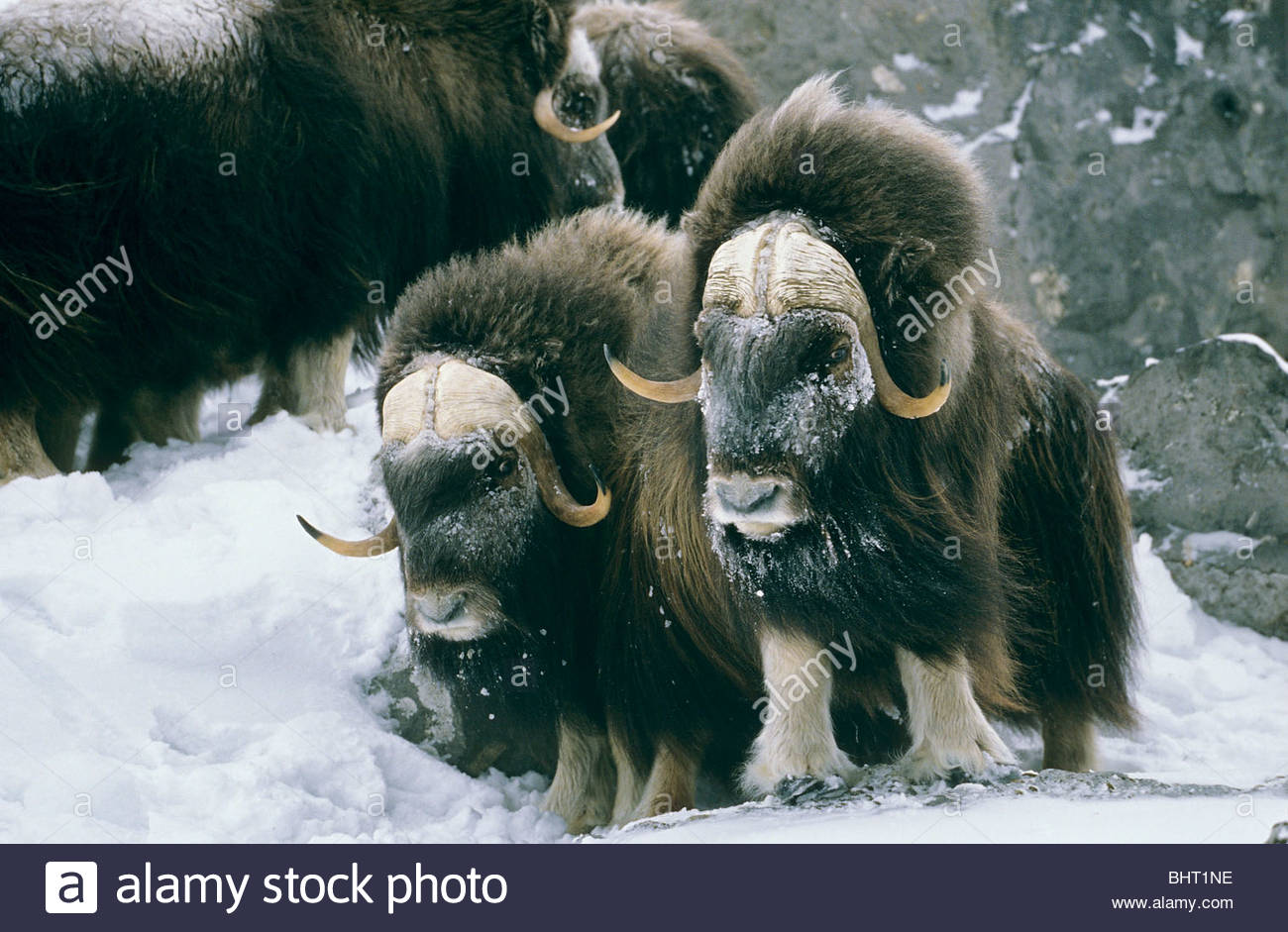 Muskoxen Stock Photos & Muskoxen Stock Images - Alamy