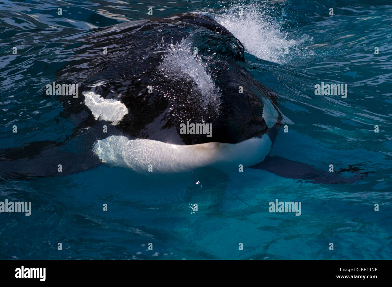 ORCA, KILLER WHALE Stock Photo - Alamy