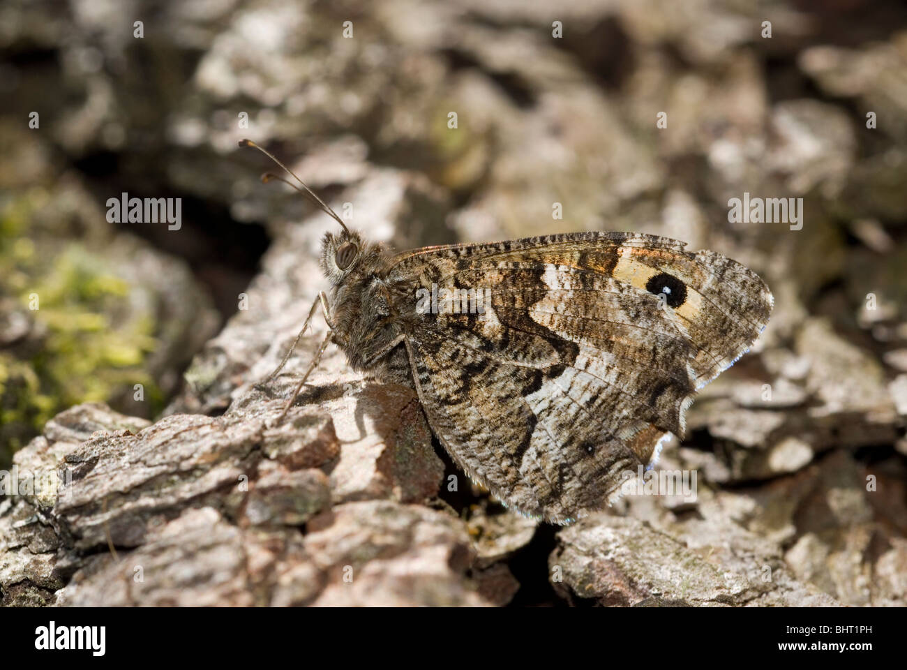 Grayling butterfly (Hipparchia semele Stock Photo - Alamy