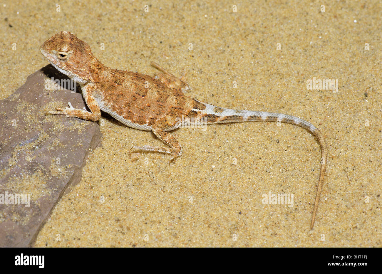 Long Tailed Earless Dragon in the sand / Tympanocryptis tetraporophora ...