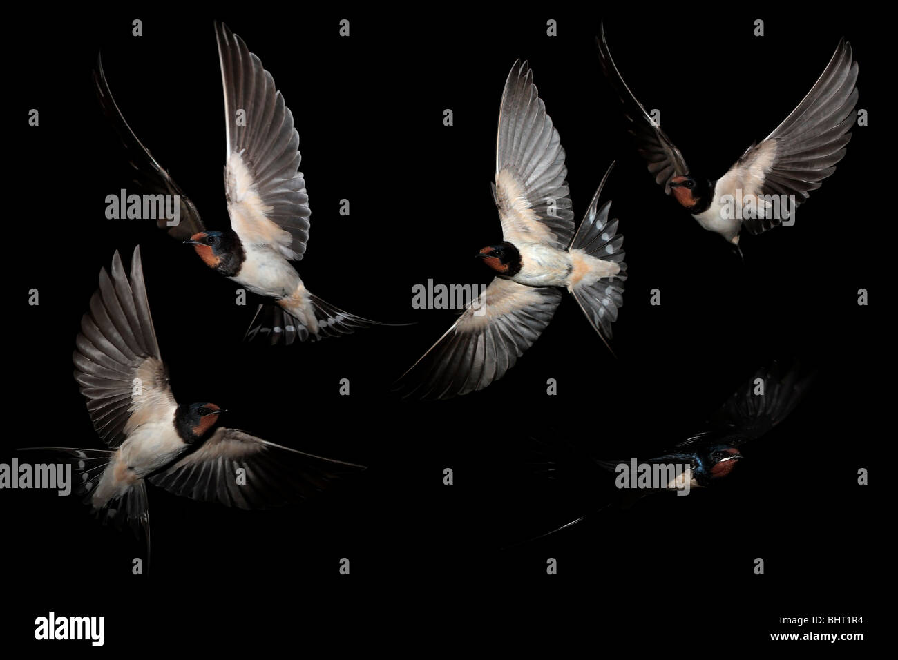 Swallows in Flight ( composite of 6 images Stock Photo - Alamy