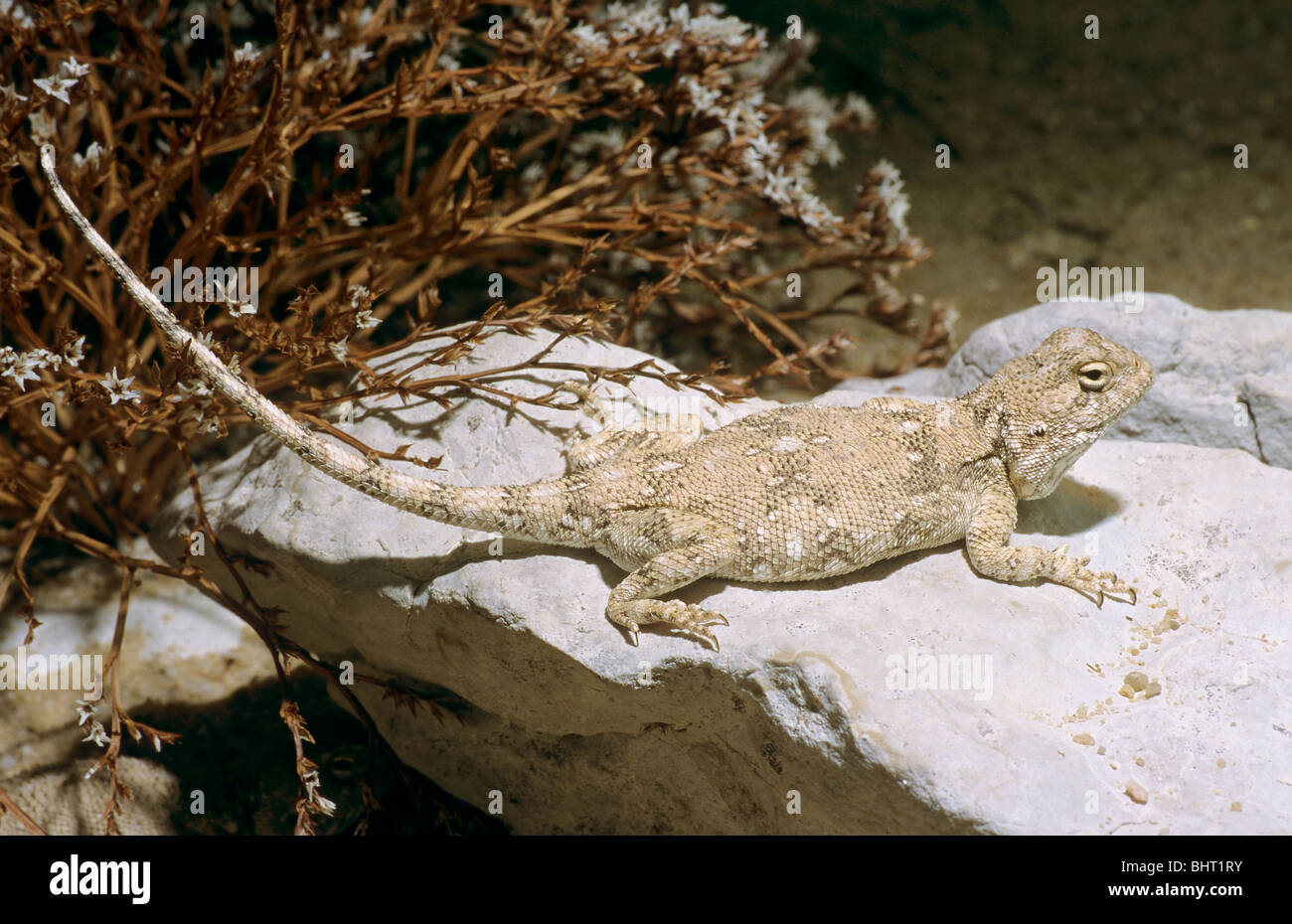 Desert Agama - lying on a stone / Trapelus mutabilis Stock Photo - Alamy