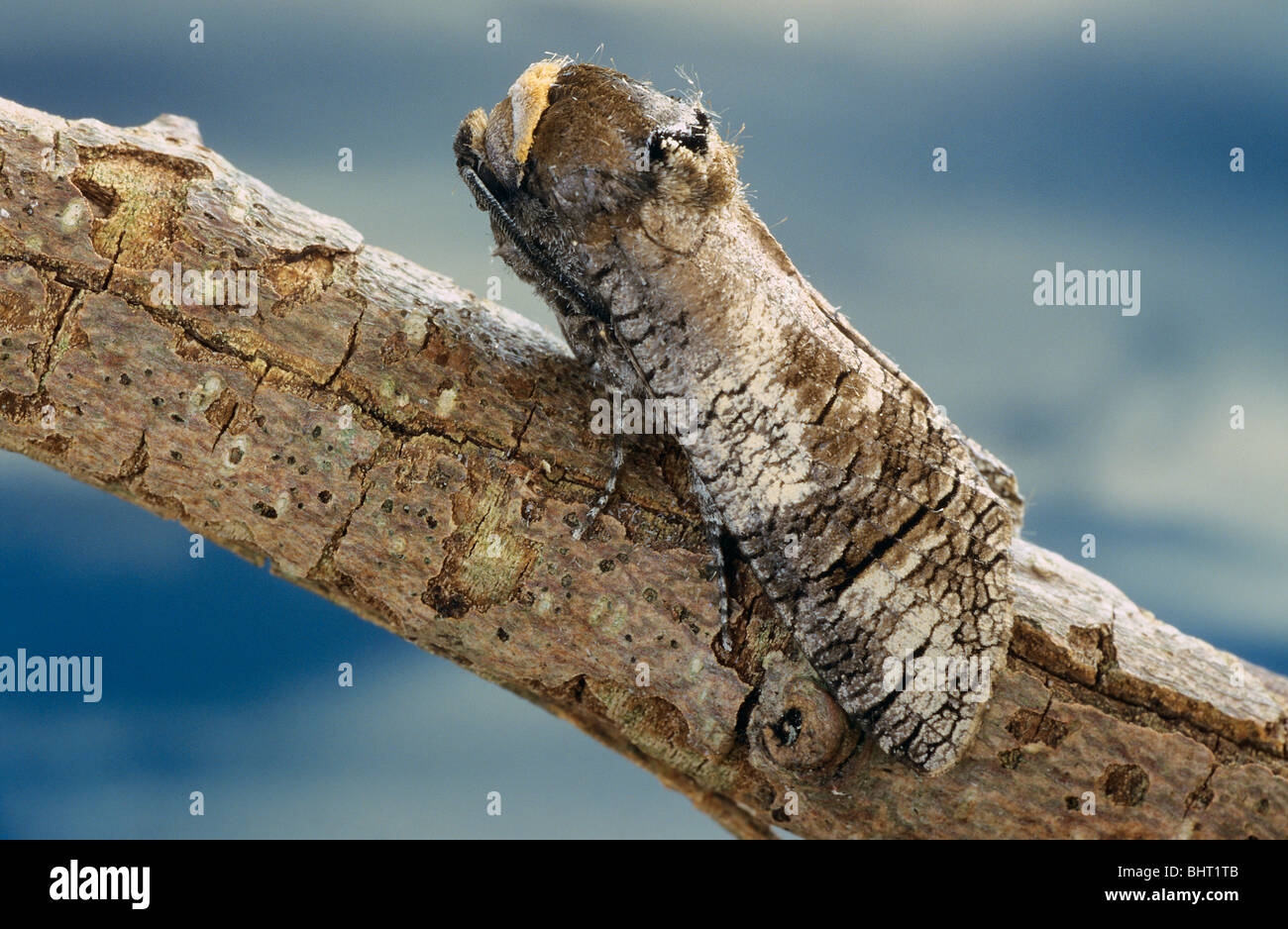 Goat Moth (Cossus cossus) Moth on a branch Stock Photo - Alamy