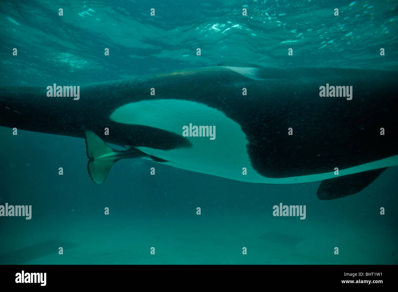 Orca killer whale giving birth hi-res stock photography and images - Alamy