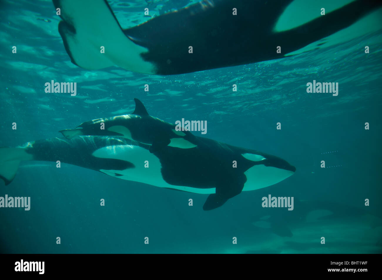 ORCA, KILLER WHALE FAMILY Stock Photo - Alamy