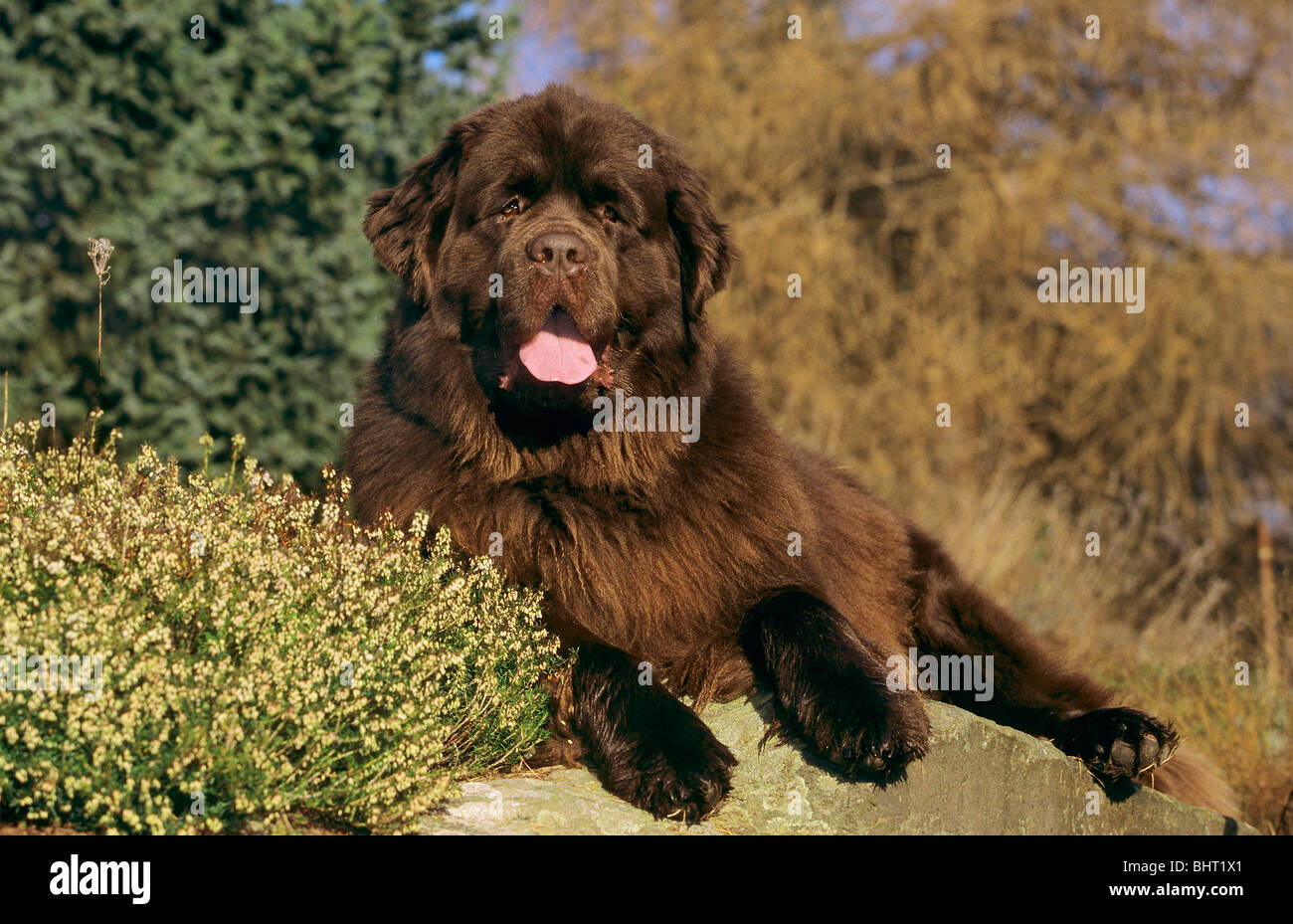 Newfoundland dog lying hi-res stock photography and images - Alamy