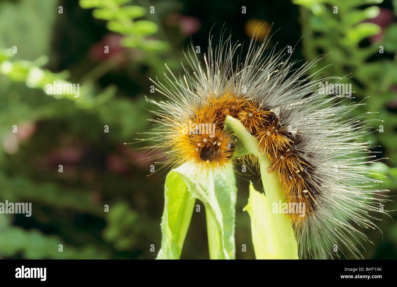 Garden Tiger moth - caterpillar / Arctia caja Stock Photo - Alamy