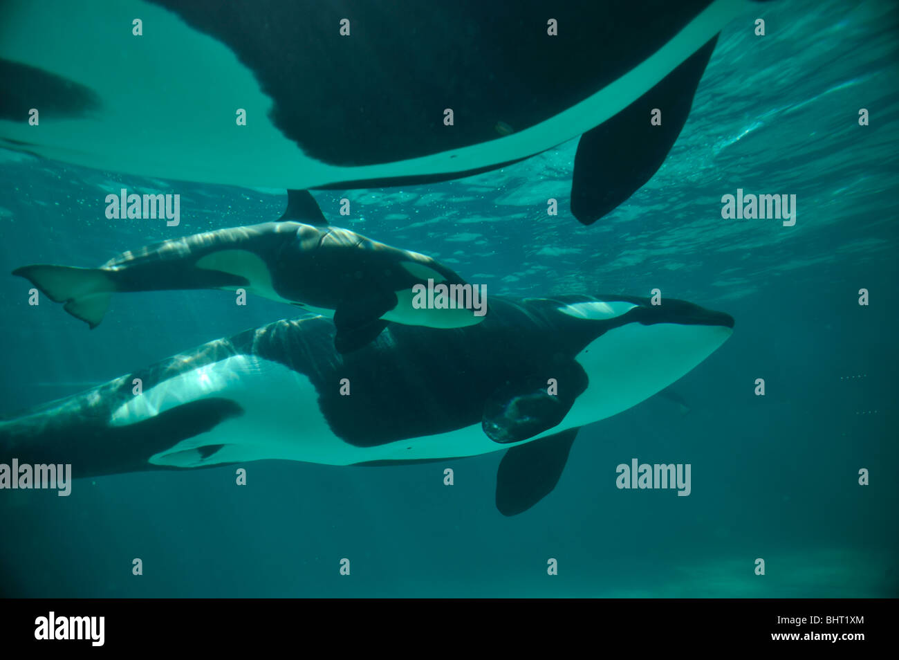 ORCA, KILLER WHALE FAMILY Stock Photo - Alamy