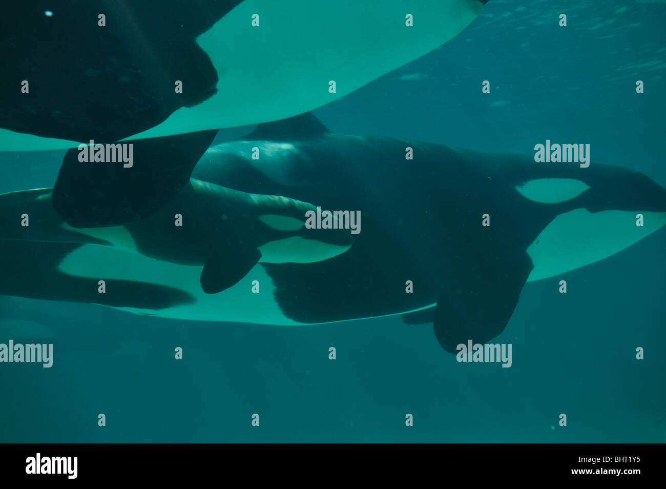 ORCA, KILLER WHALE FAMILY Stock Photo - Alamy