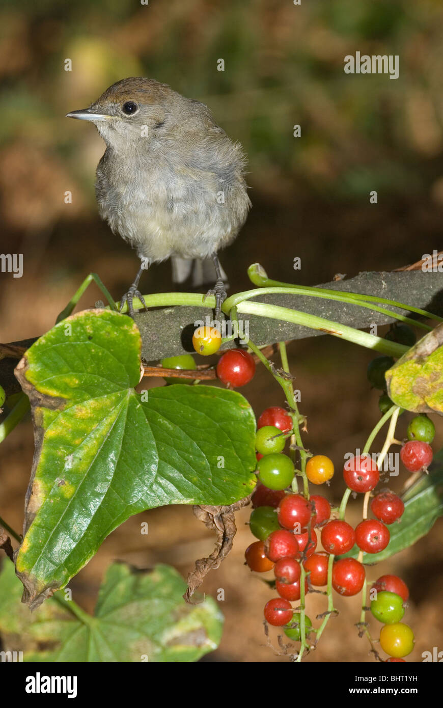 Young blackcap (Sylvia atricapilla) and Black bryony (Tamus communis ...