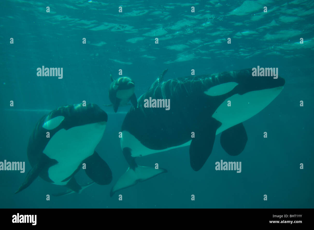 ORCA, KILLER WHALE FAMILY Stock Photo - Alamy