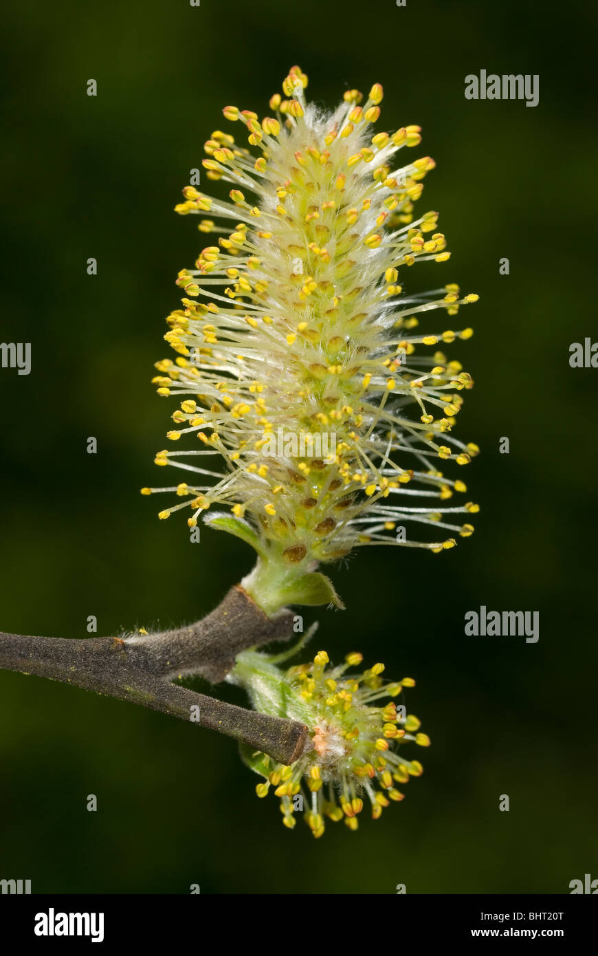 Large Gray Willow flower (Salix atrocinerea Stock Photo - Alamy