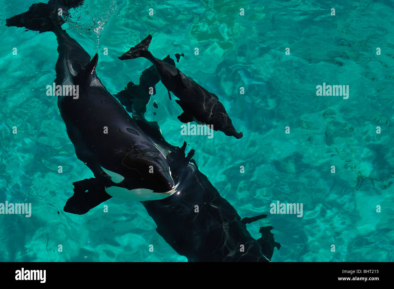 ORCA, KILLER WHALE FAMILY Stock Photo - Alamy