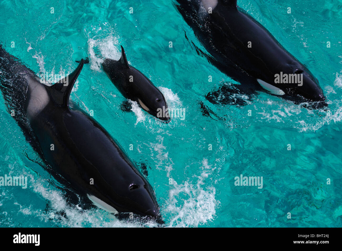 ORCA, KILLER WHALE FAMILY, BREATHING Stock Photo - Alamy