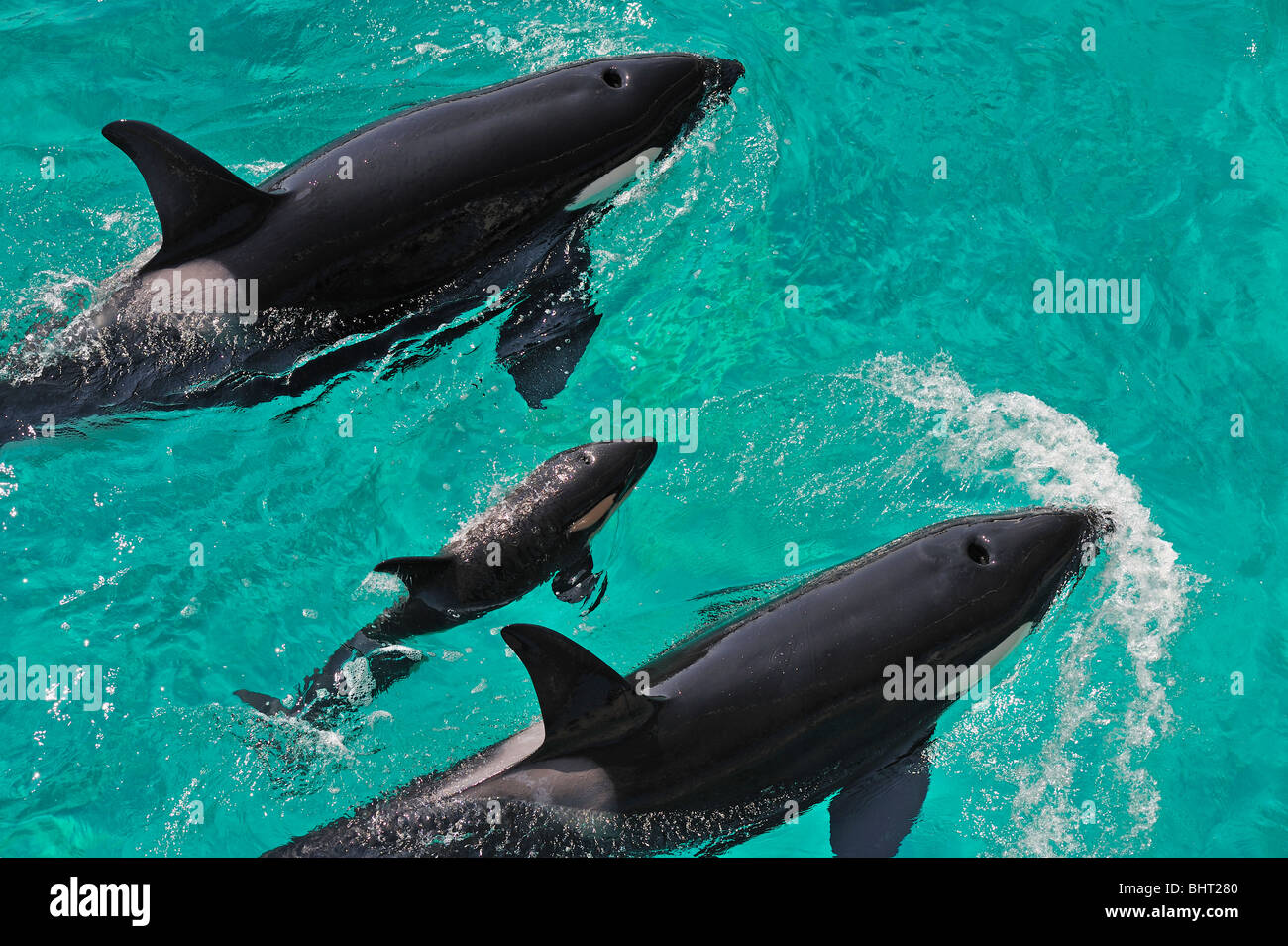 ORCA, KILLER WHALE FAMILY, BREATHING Stock Photo - Alamy