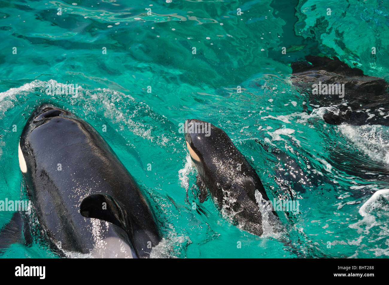 Orca killer whale family breathing hi-res stock photography and images ...