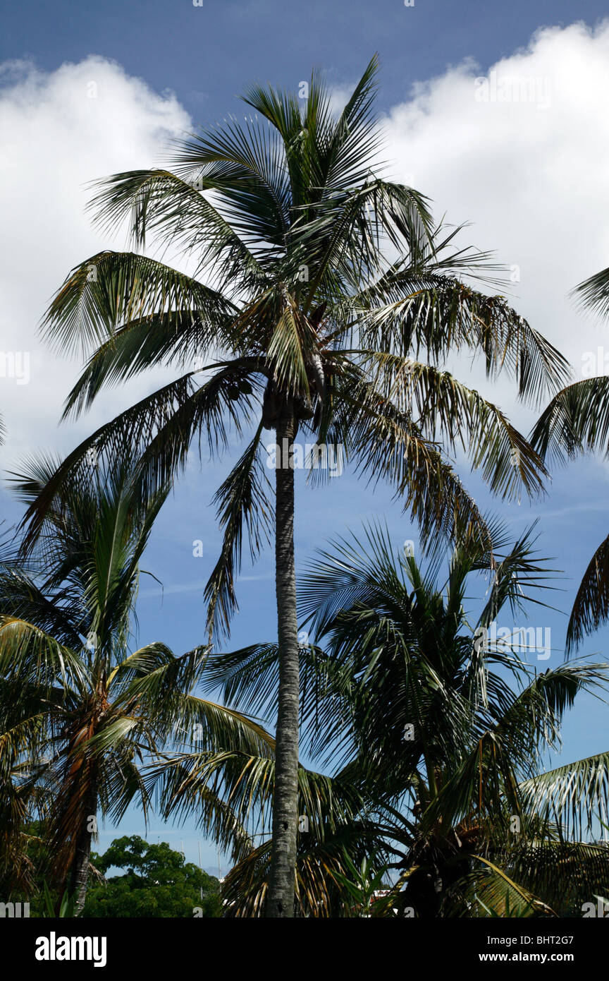 Palm trees by the harbour, City of Hamilton, Bermuda Stock Photo - Alamy