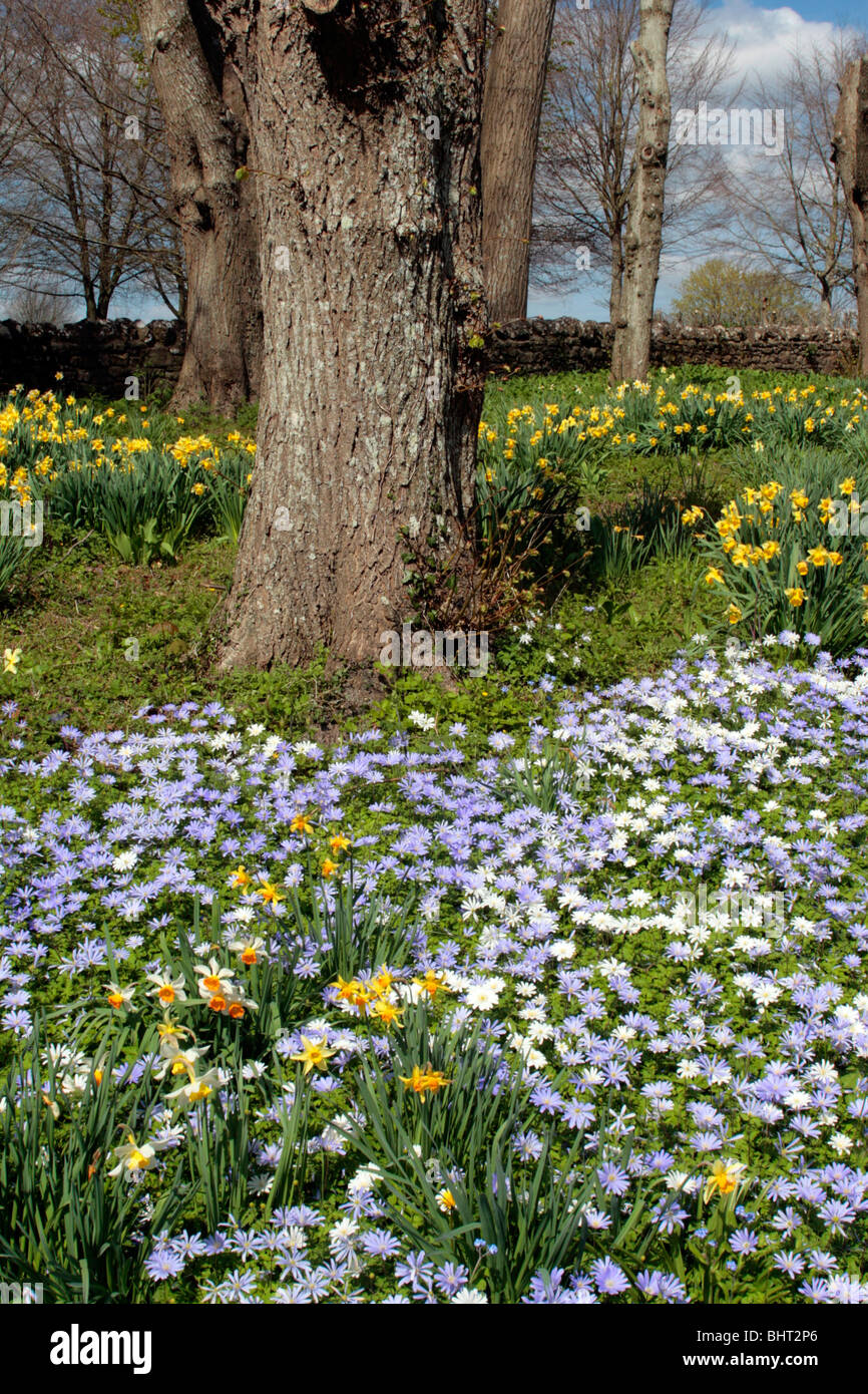 Spring flowers Anemones & Daffodils Stock Photo - Alamy