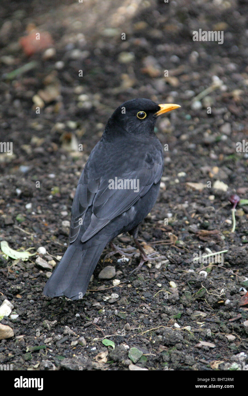 Male Blackbird, Turdus merula merula, Turdidae Stock Photo - Alamy
