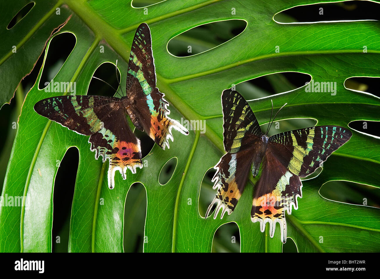 Sunset moths on jungle plant Stock Photo - Alamy