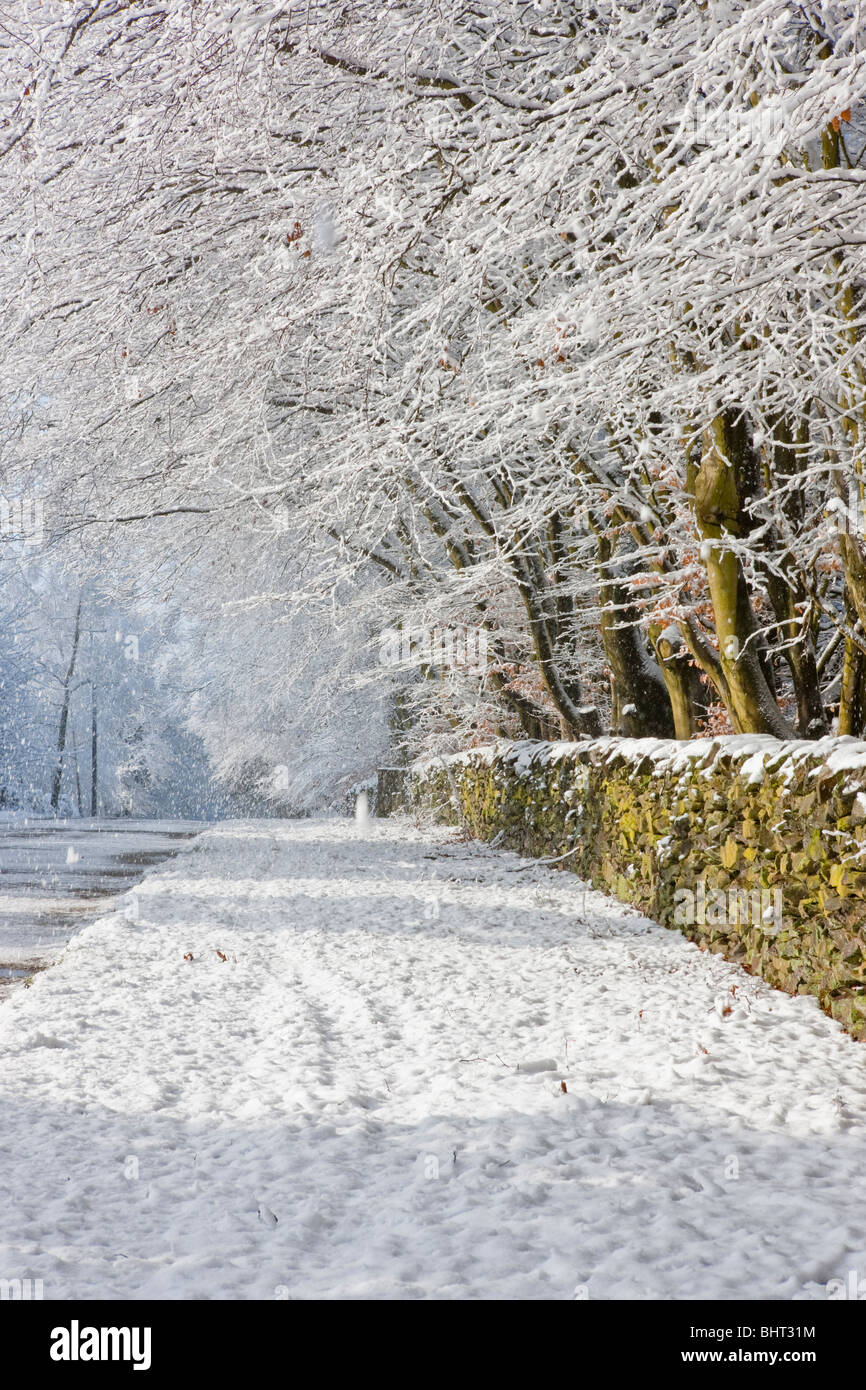 Snow falling from trees hi-res stock photography and images - Alamy