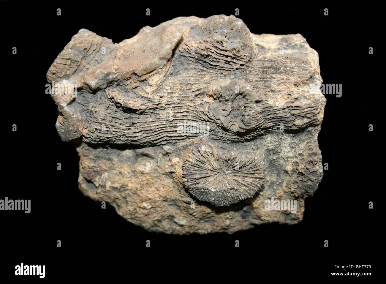 Scleractinian coral fossil hi-res stock photography and images - Alamy
