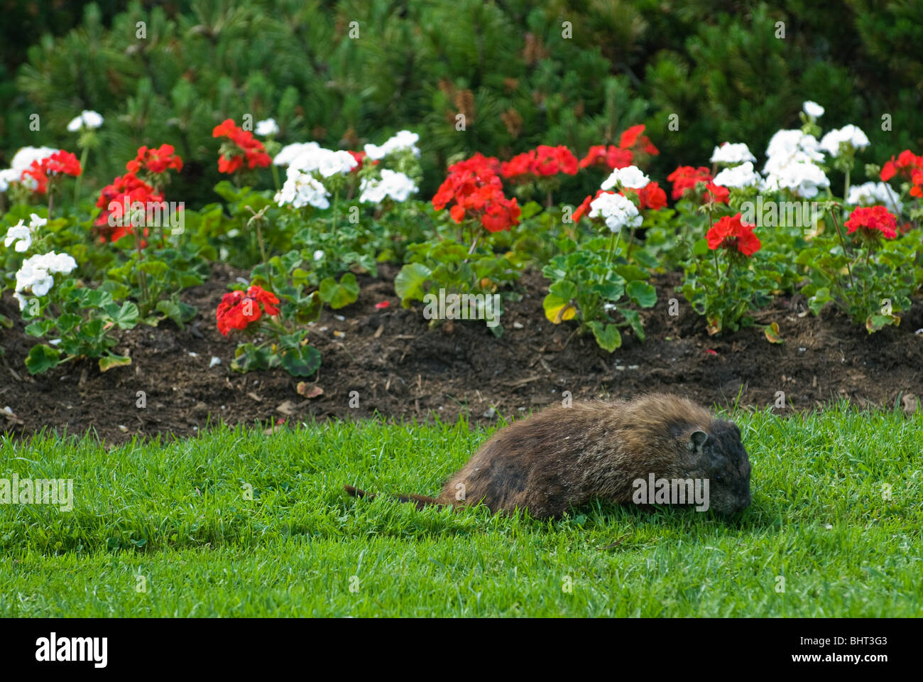 Grass forage hi-res stock photography and images - Alamy