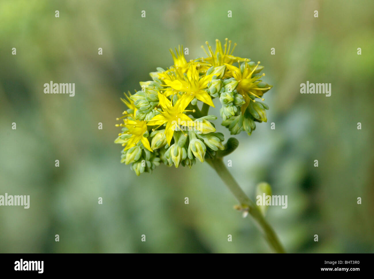 Silver sedum hi-res stock photography and images - Alamy