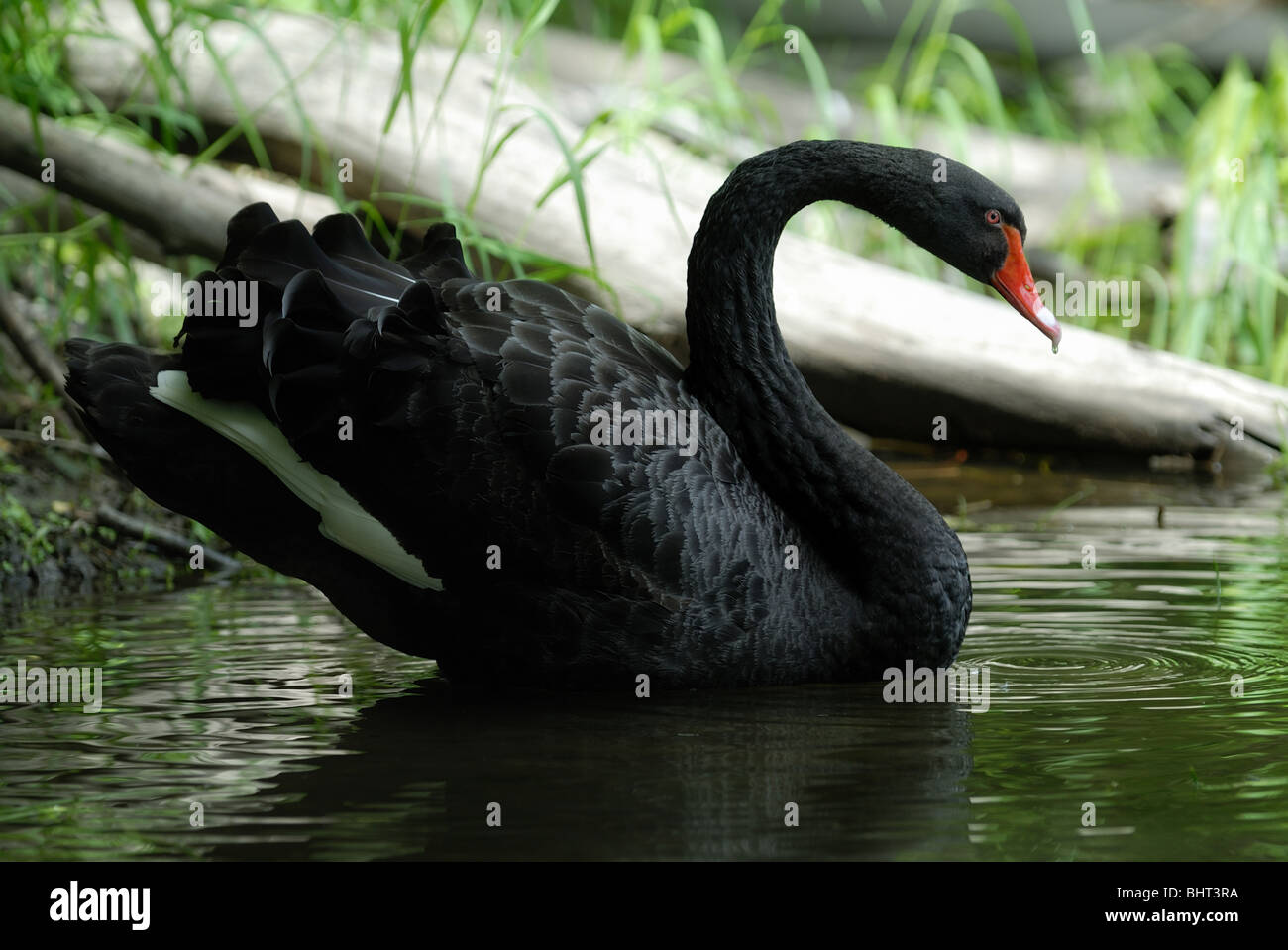One of the Queen's rare Royal Black Swan's released into the Rideau ...