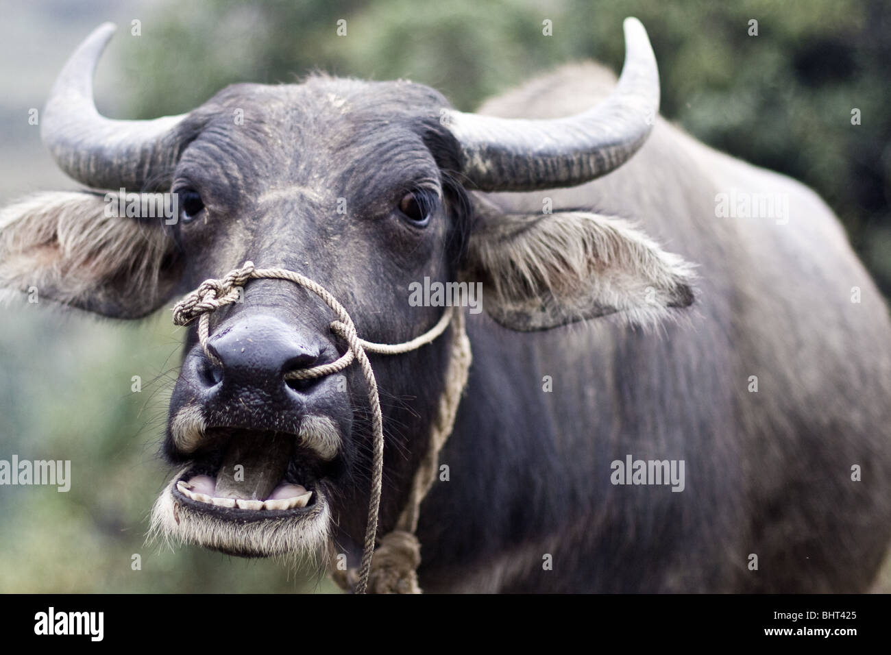 Water buffalo used as a tractor in Vietnam Stock Photo - Alamy