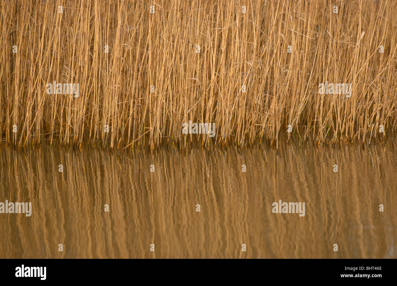 Reed species hi-res stock photography and images - Alamy