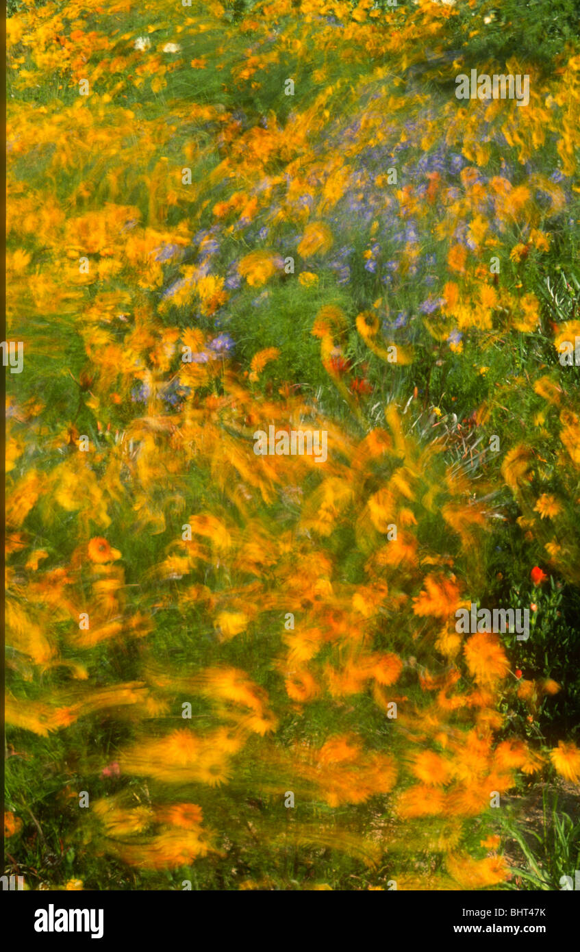 Blown flowers hi-res stock photography and images - Alamy