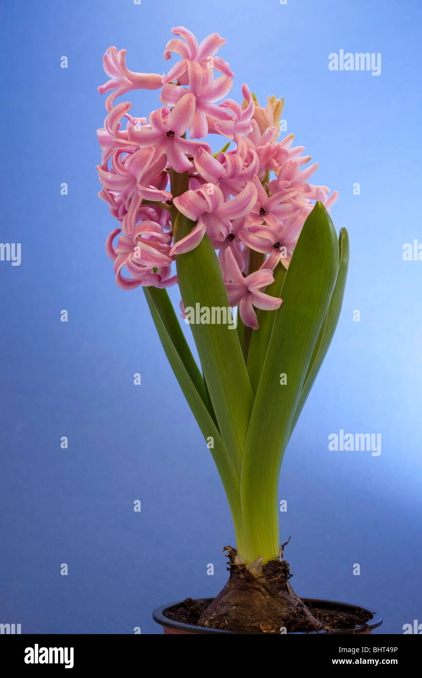 hyacinth pink pearl hyacinthus orientalis cultivar Stock Photo - Alamy