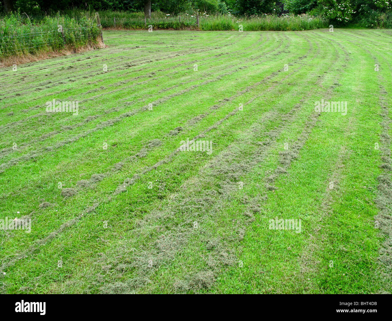 Cut grass lawn Stock Photo - Alamy