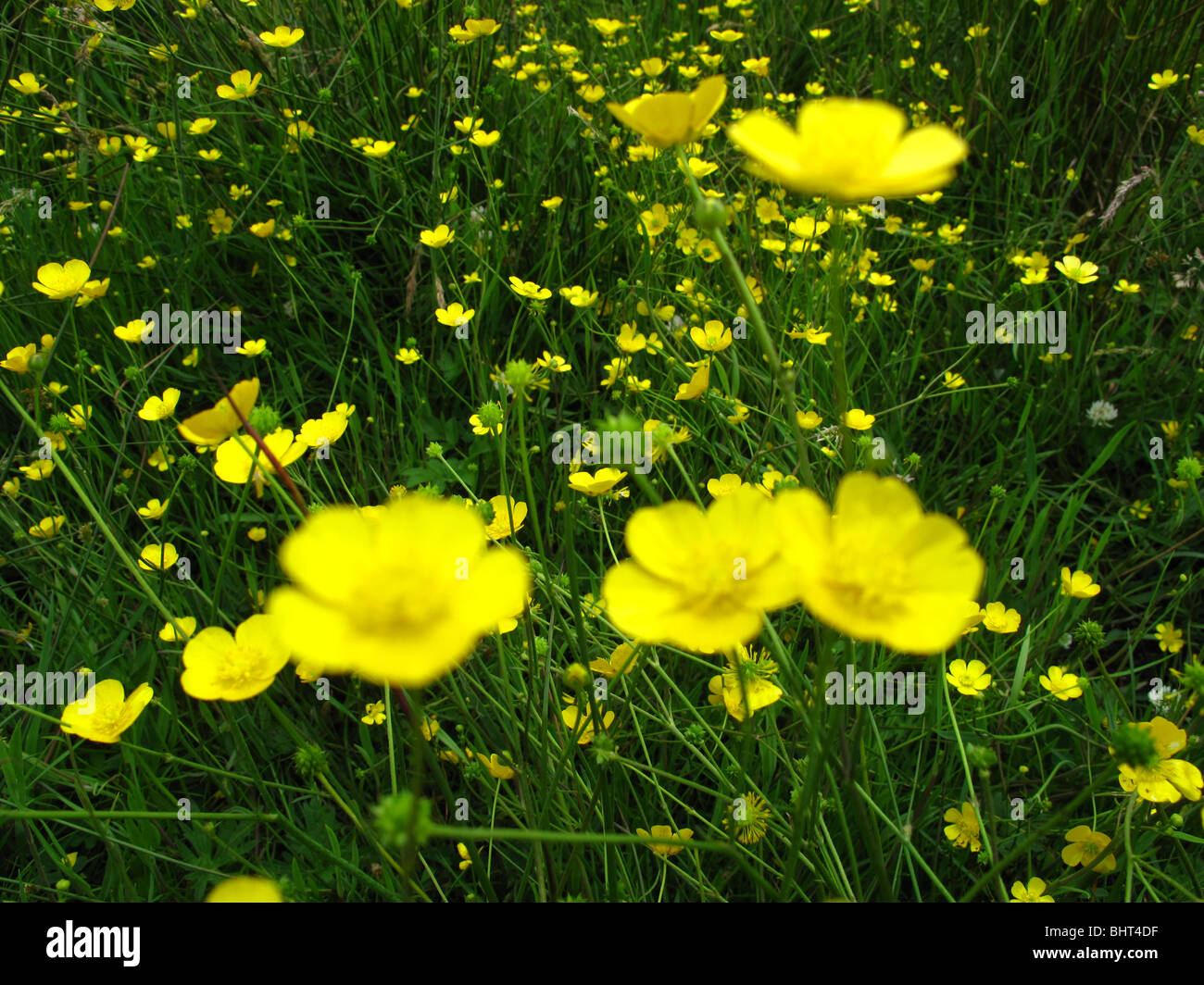Buttercup grass hi-res stock photography and images - Alamy