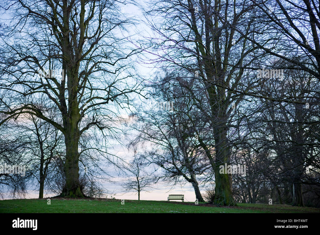A bench inbetween bare trees in wintertime Stock Photo - Alamy