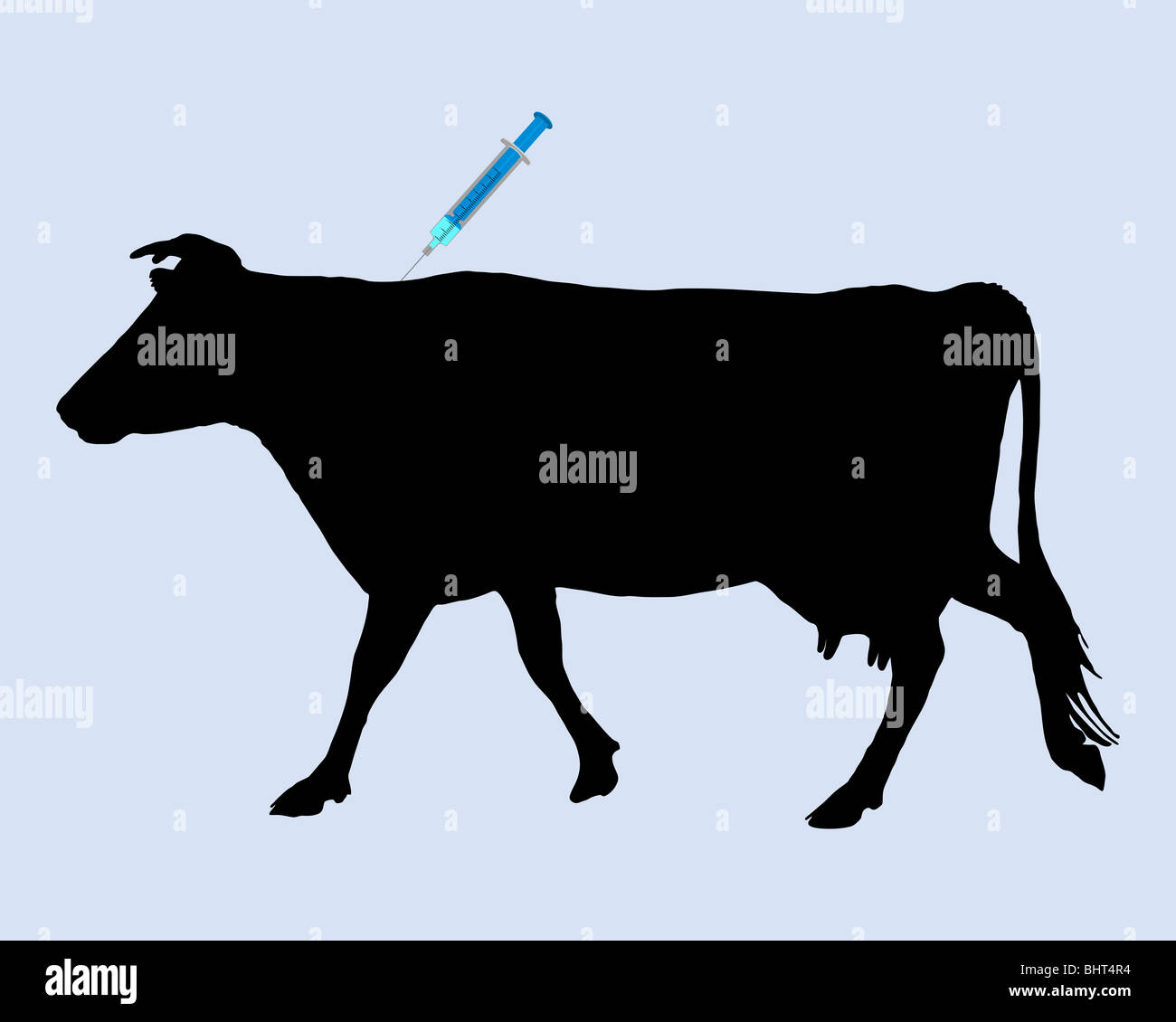 Cow gets an inoculation against blue tongue disease Stock Photo - Alamy