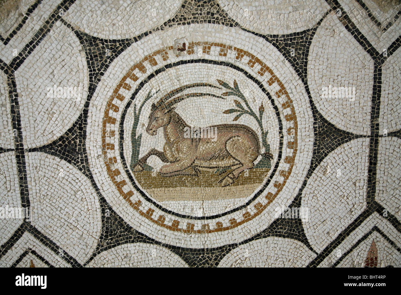 Roman mosaic of a goat at the Archeology Museum at El Jem, Tunisia ...