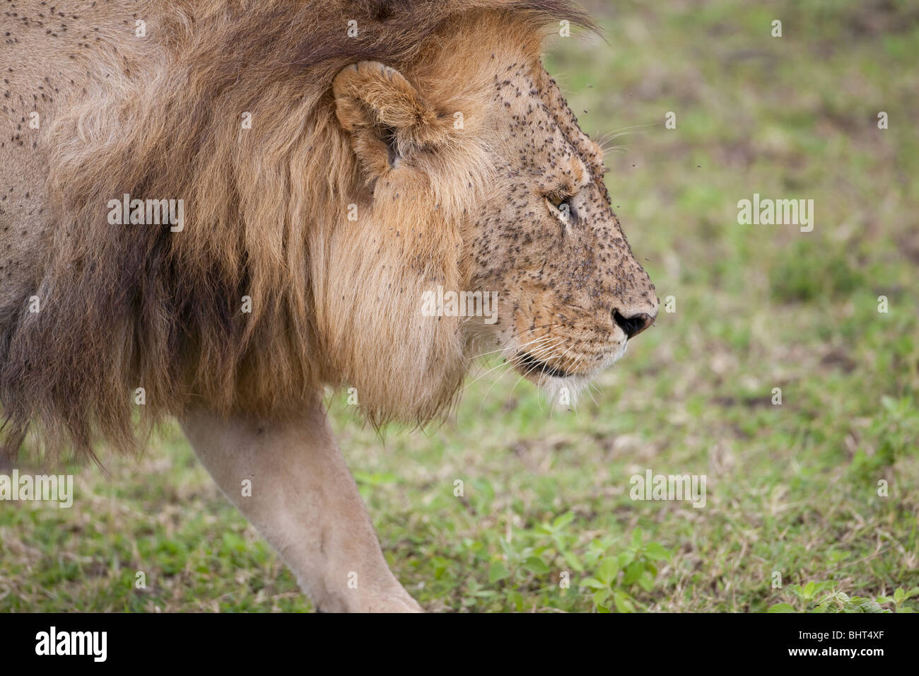 Lion Prowling High Resolution Stock Photography and Images - Alamy
