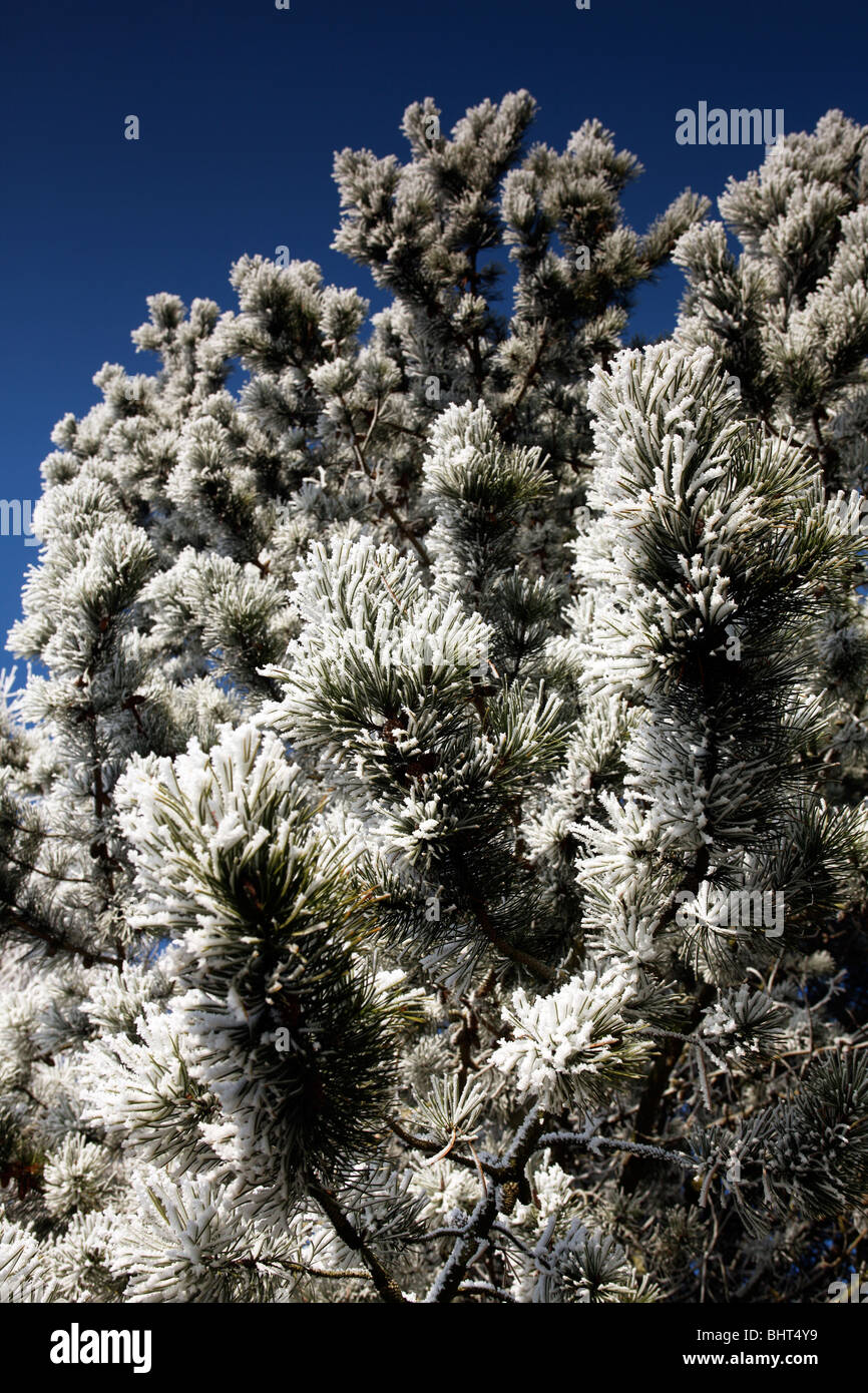 snow covered fir tree Stock Photo - Alamy