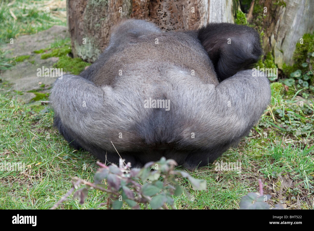 Zoo search hi-res stock photography and images - Alamy