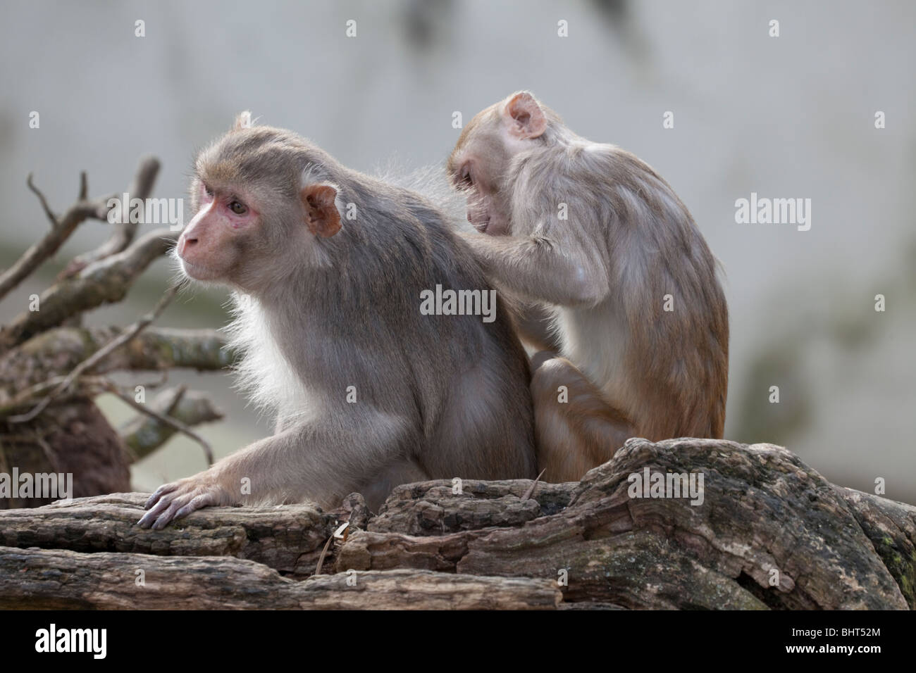 Louse the rhesus ape hi-res stock photography and images - Alamy