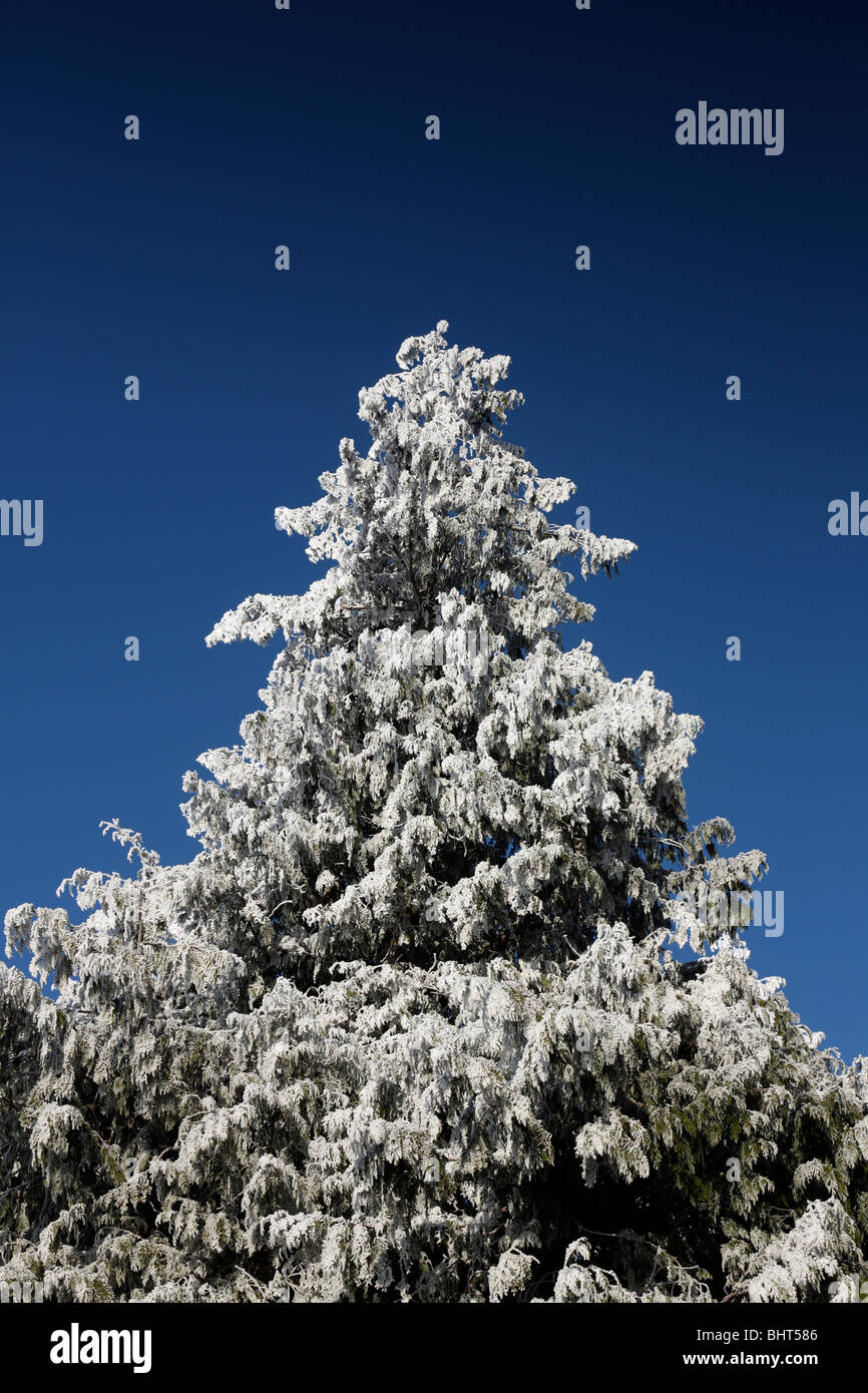 snow covered fir tree Stock Photo - Alamy