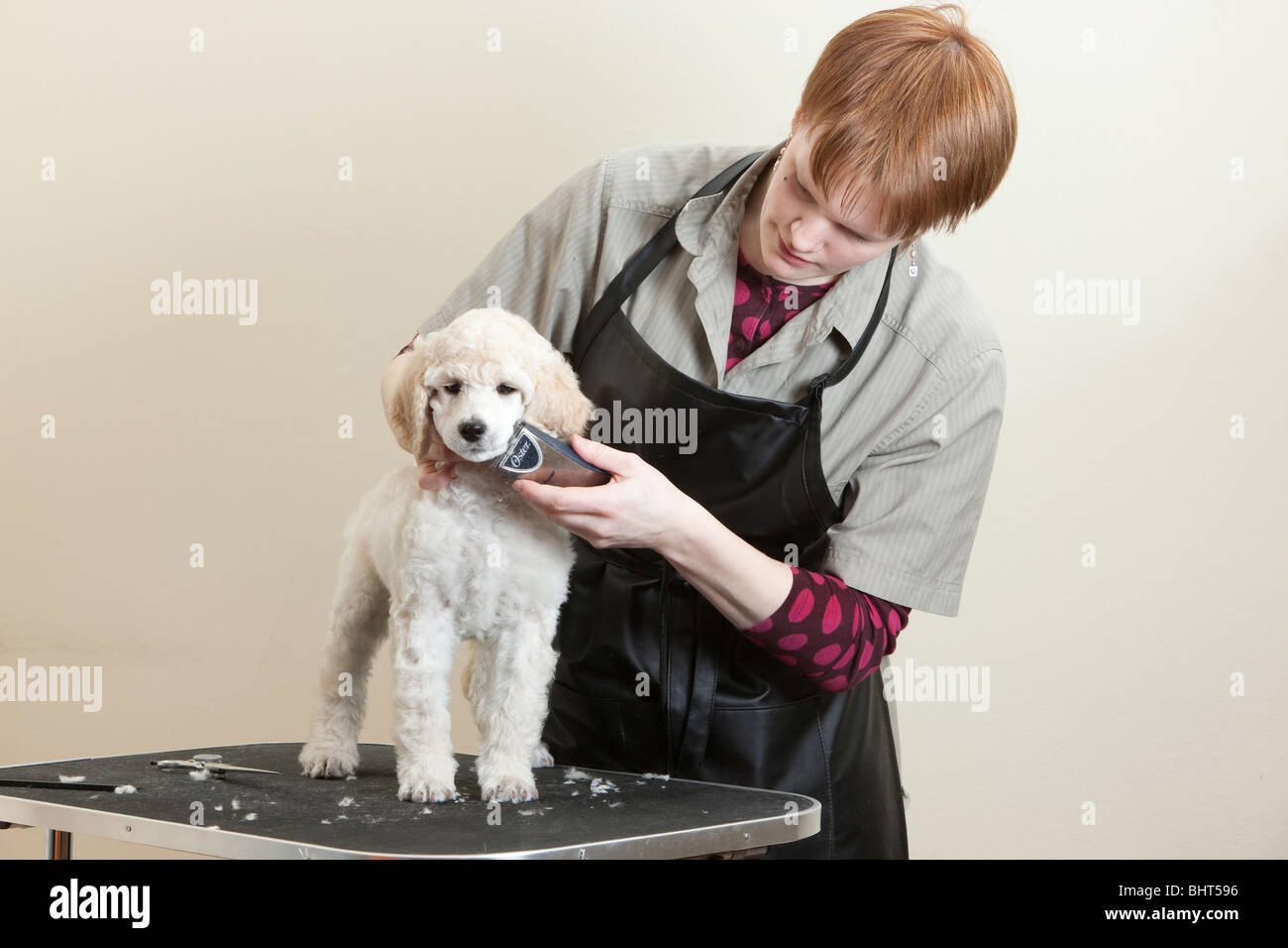 Dog parlour hi-res stock photography and images - Alamy