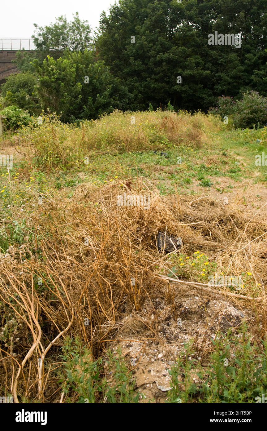 Overgrown allotment plot waist high with weeds, ready to be cleared ...